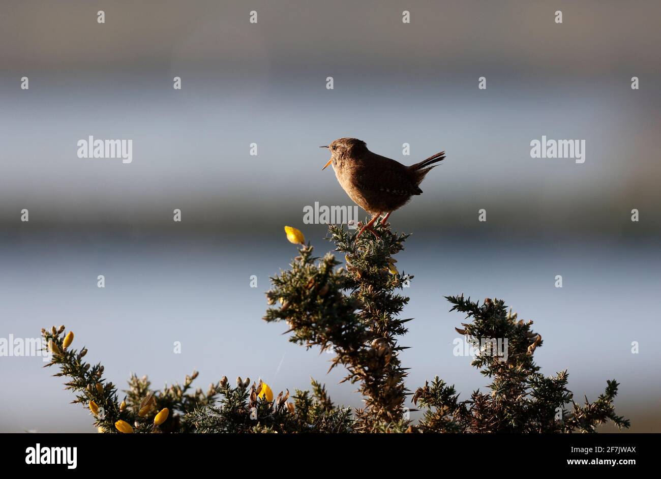 Wren singing from the top of a gorse bush in spring sunshine Stock ...