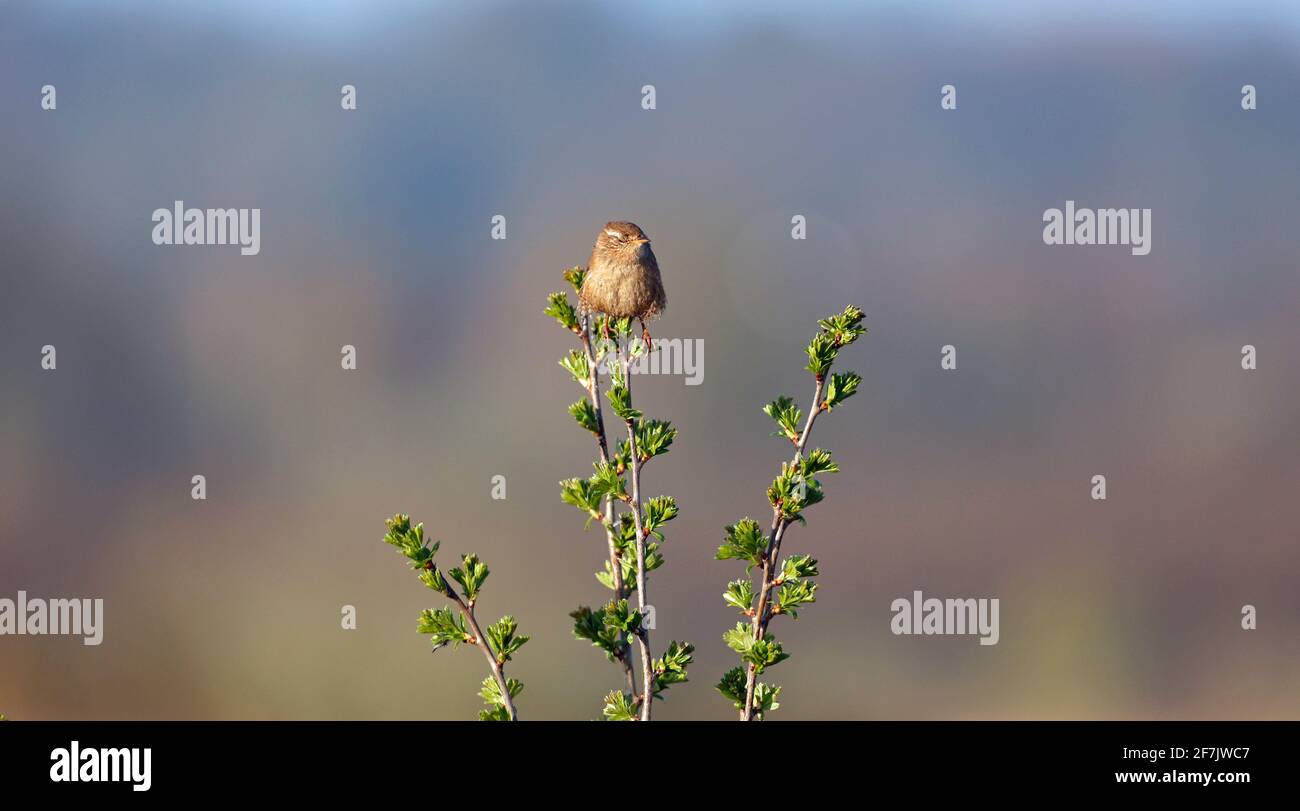 Wren singing from the top of a gorse bush in spring sunshine Stock ...