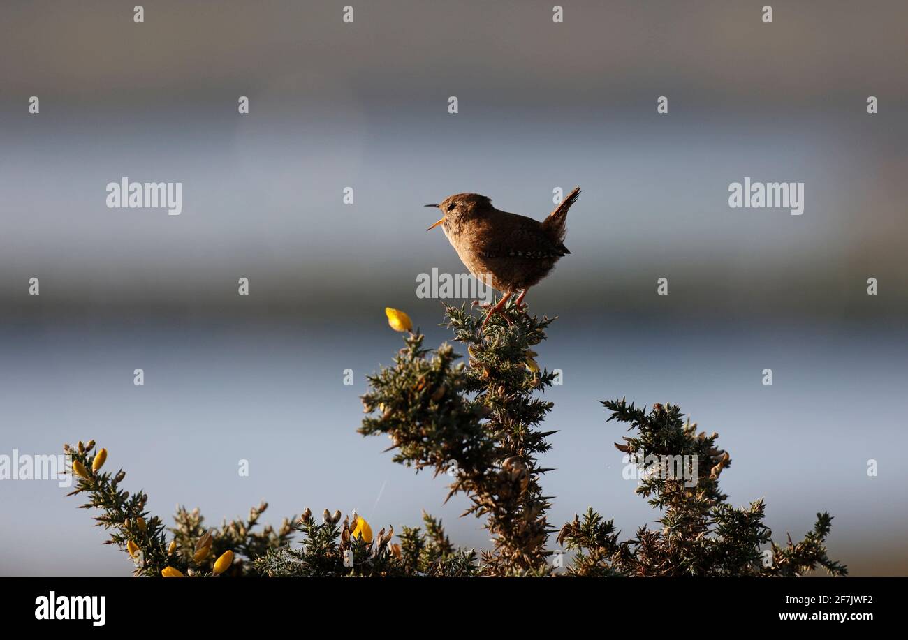 Wren singing spring hi-res stock photography and images - Alamy