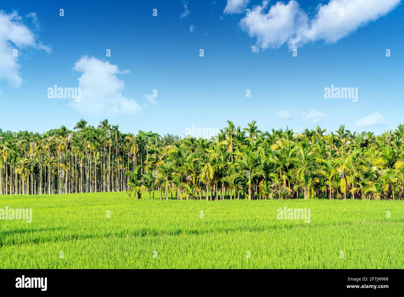 Areca palm or Areca nut tree is known as areca nut palm, betel palm ...