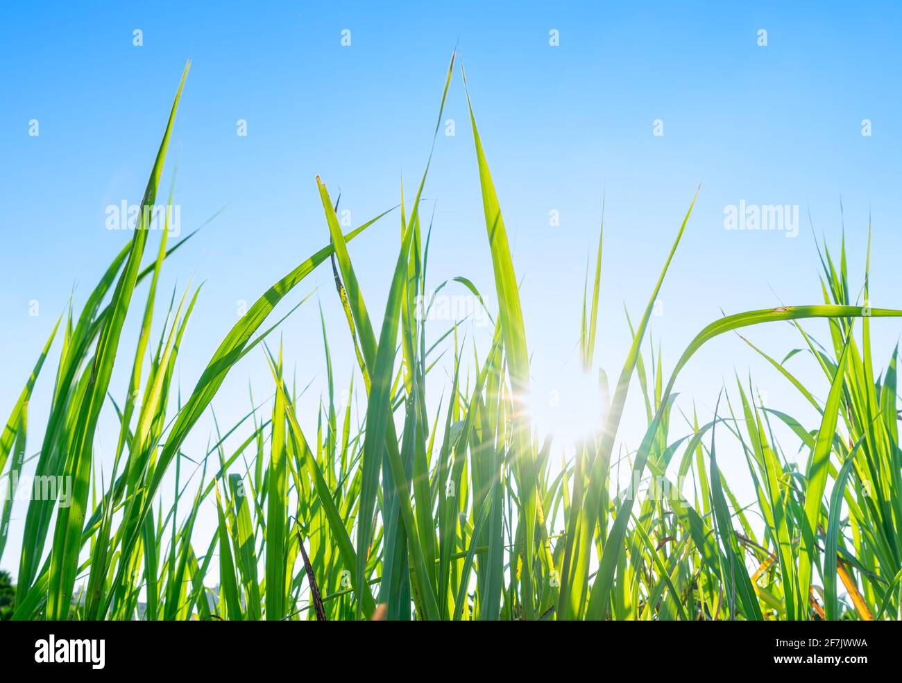 green grass and perfect sky Stock Photo - Alamy