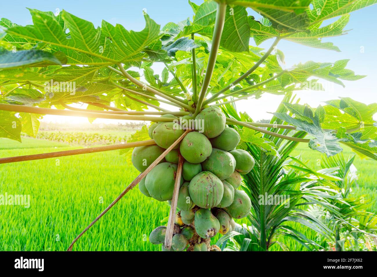 Yellow papaya hi-res stock photography and images - Alamy