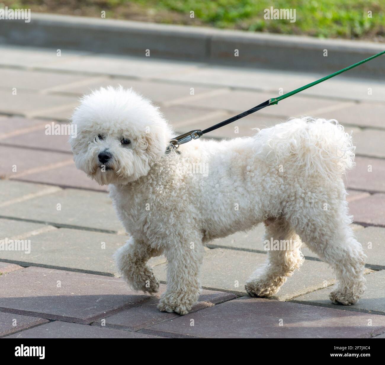 White poodle on leash while walking Stock Photo - Alamy