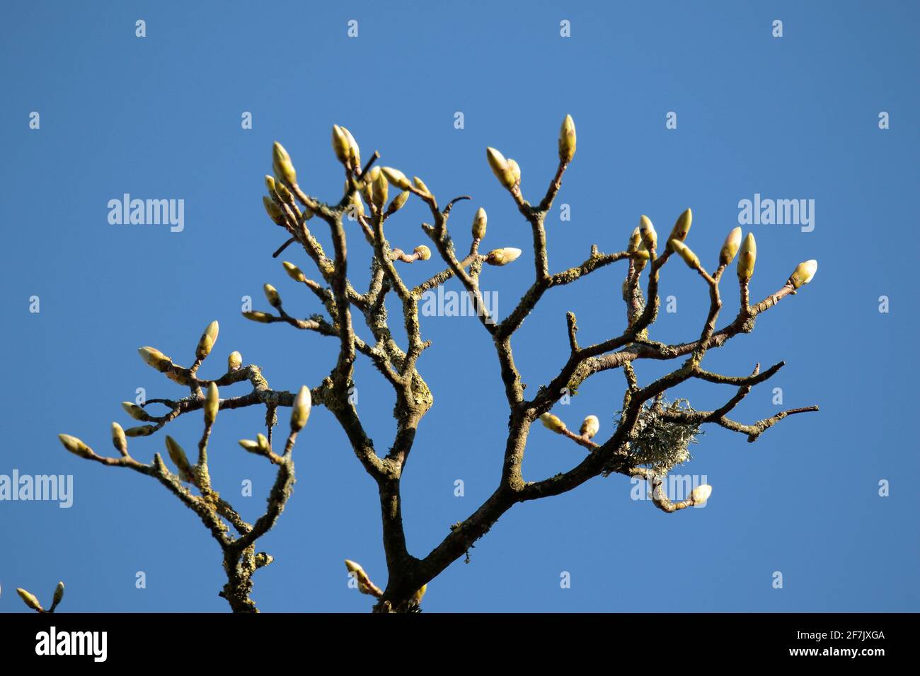 Sycamore tree buds hi-res stock photography and images - Alamy
