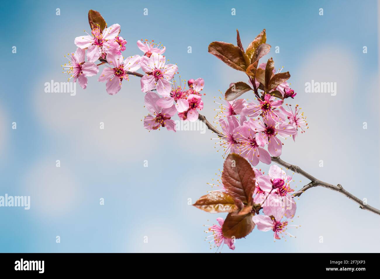 Ky flowers hi-res stock photography and images - Alamy