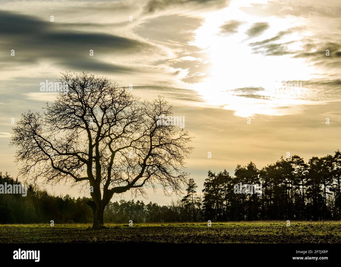 Tree of the sun hi-res stock photography and images - Alamy