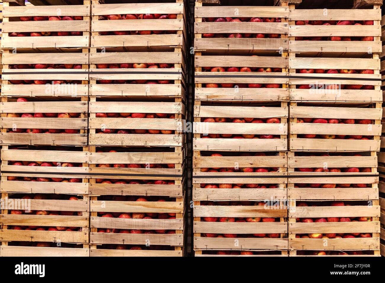 Apples in crates ready for shipping. Cold storage interior Stock Photo ...