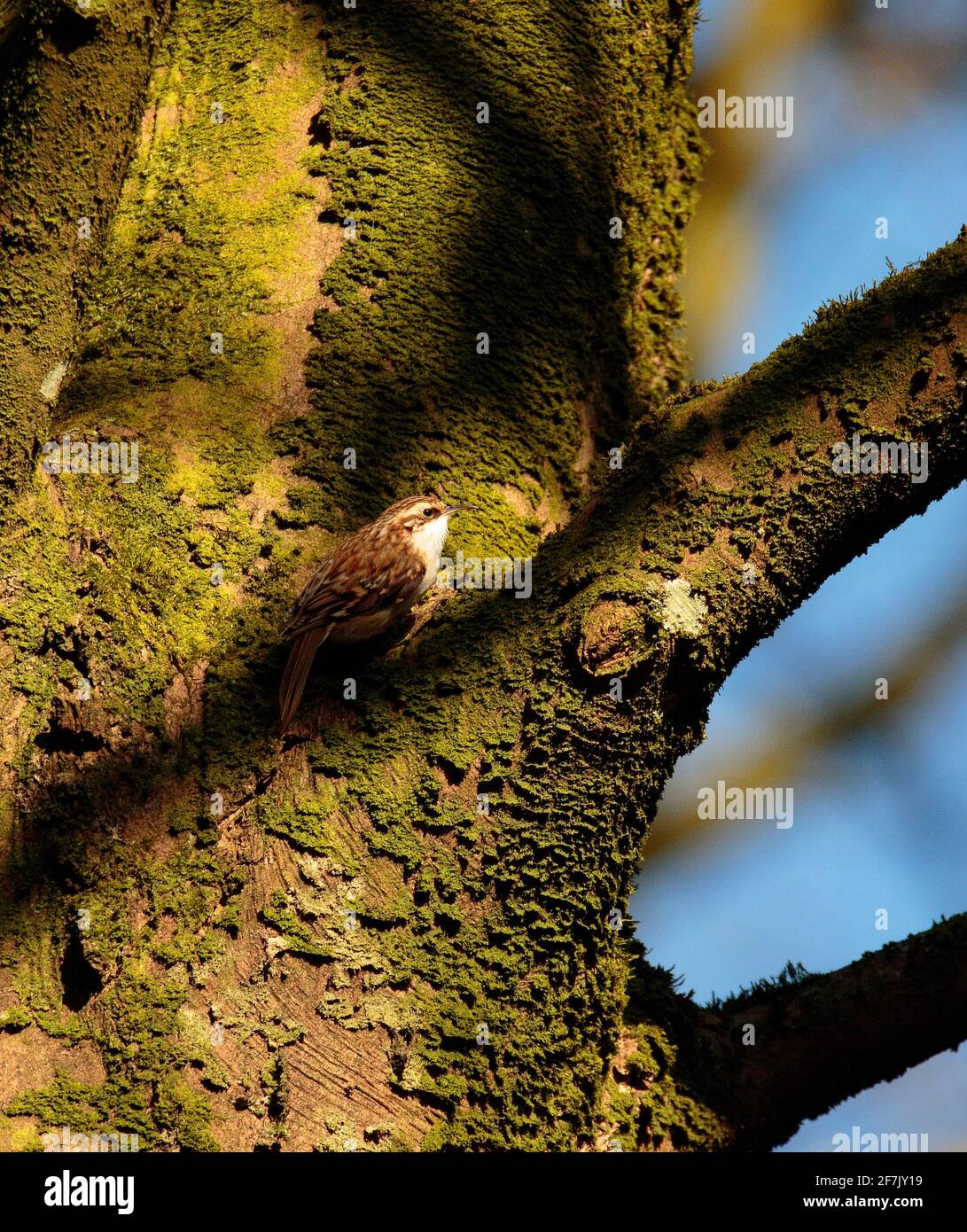 Treecreeper flight hi-res stock photography and images - Alamy