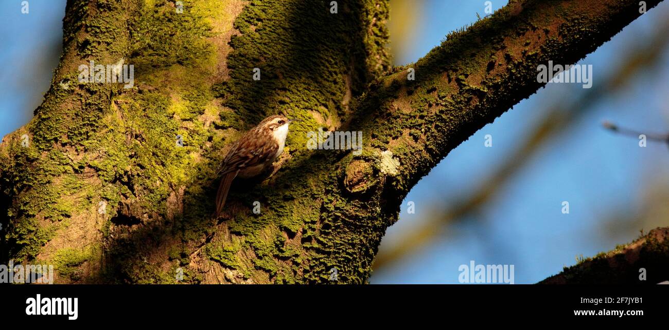 Treecreeper flight hi-res stock photography and images - Alamy