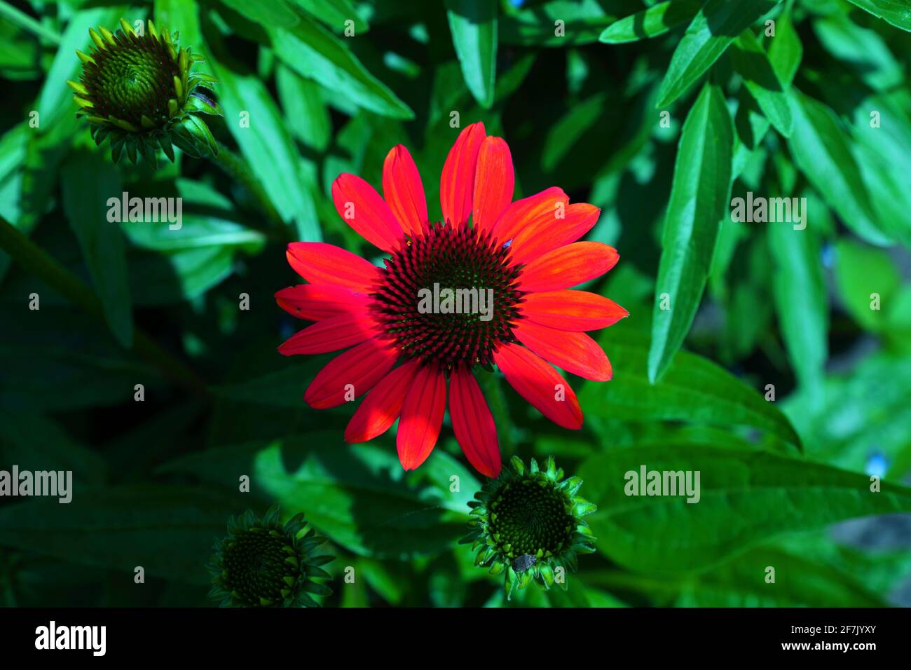 Colorful flowers blooming in summer in the backyard garden Stock Photo ...