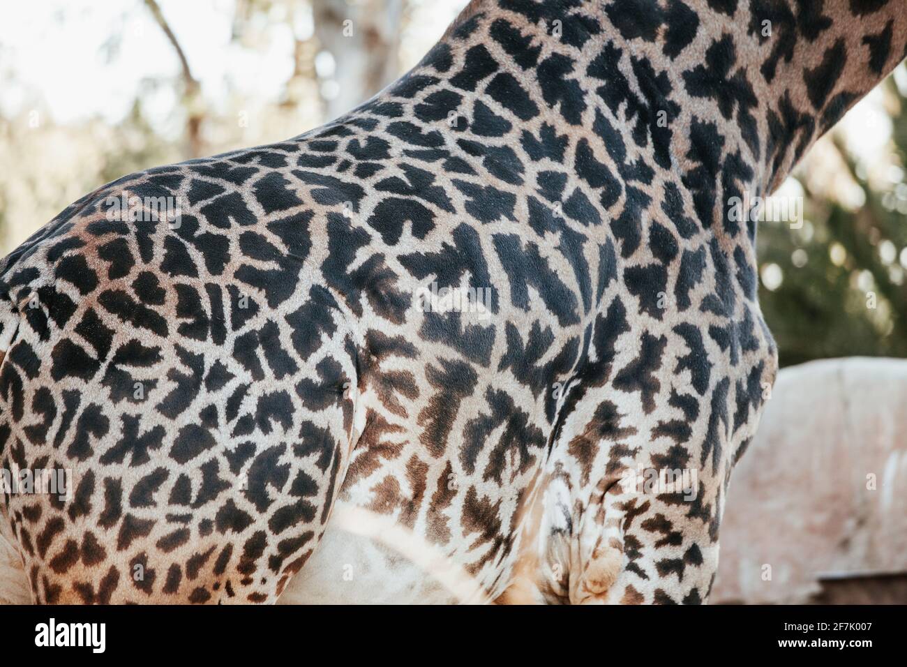 Giraffe skin spots close up. Animalistic texture of giraffe's coat ...