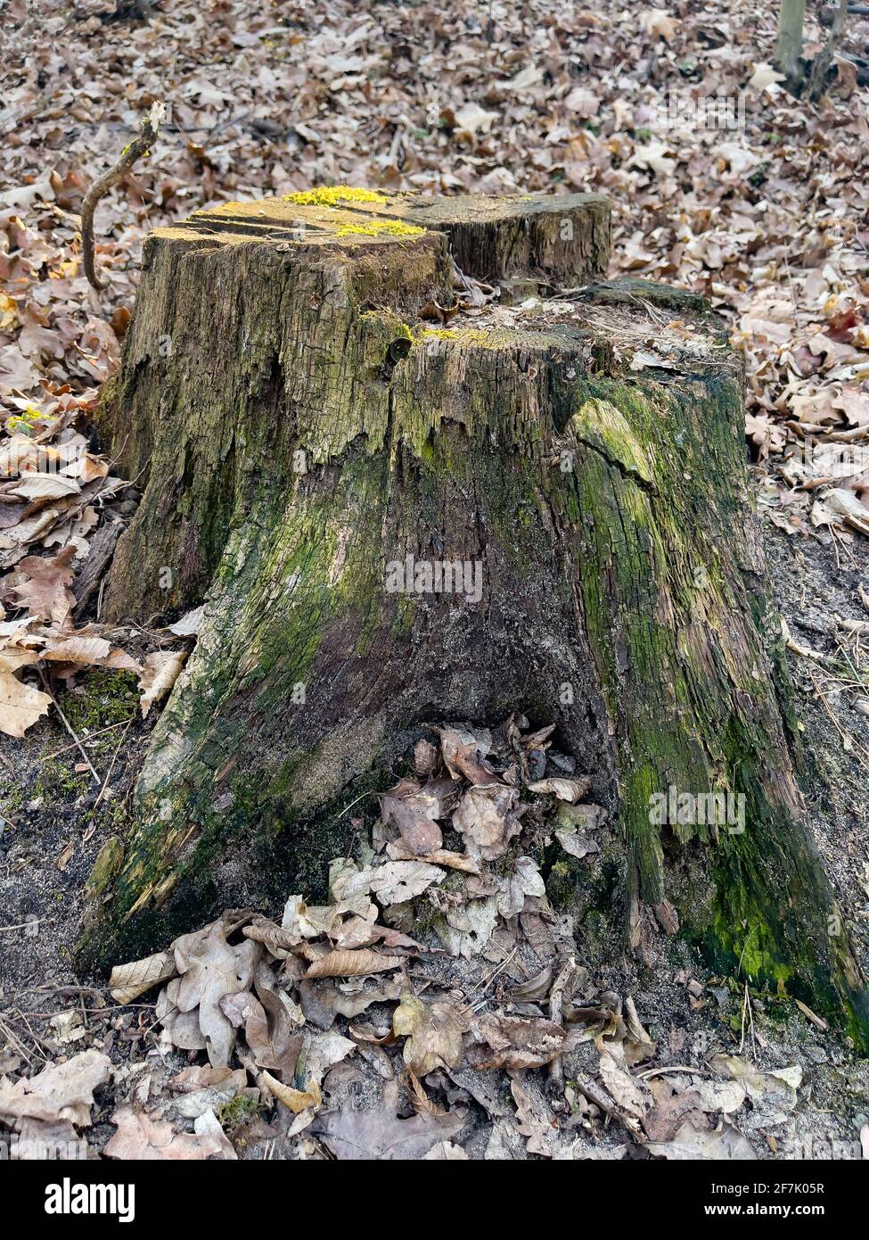 Rotten tree stump covered hi-res stock photography and images - Alamy