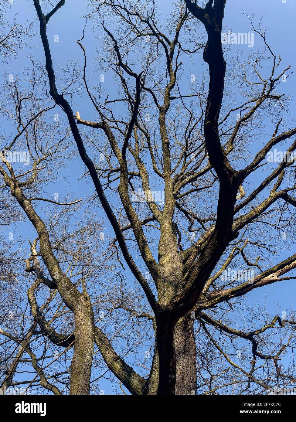 Look up toward tree top hi-res stock photography and images - Alamy