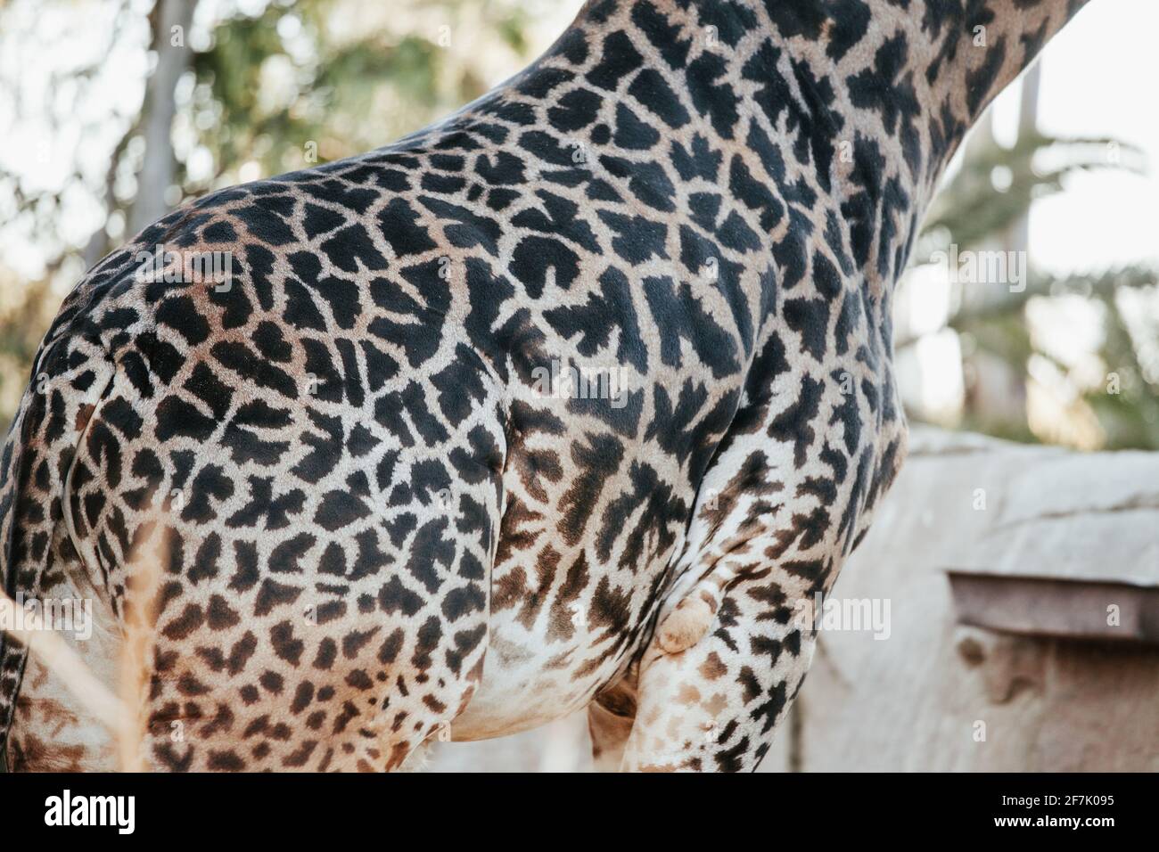 Giraffe skin spots close up. Animalistic texture of giraffe's coat ...