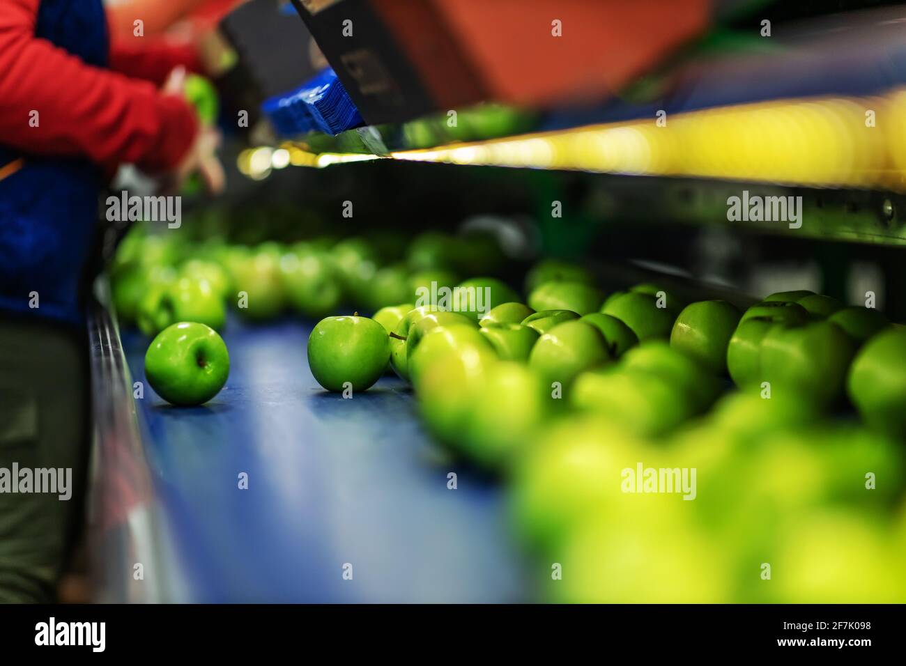 Green delicious apples on packing line at fruit warehouse. Food ...