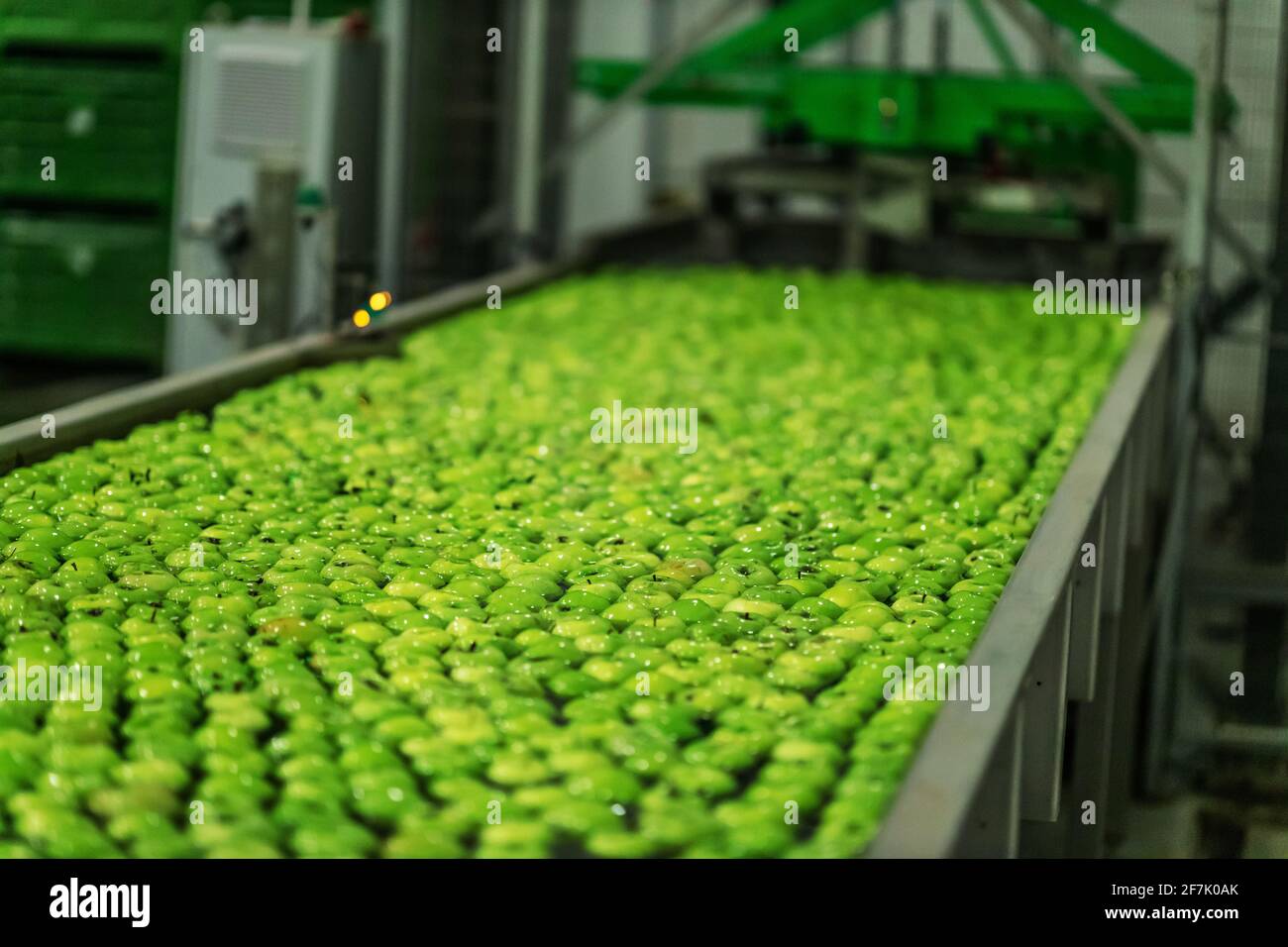Green delicious apples on packing line at fruit warehouse. Food ...
