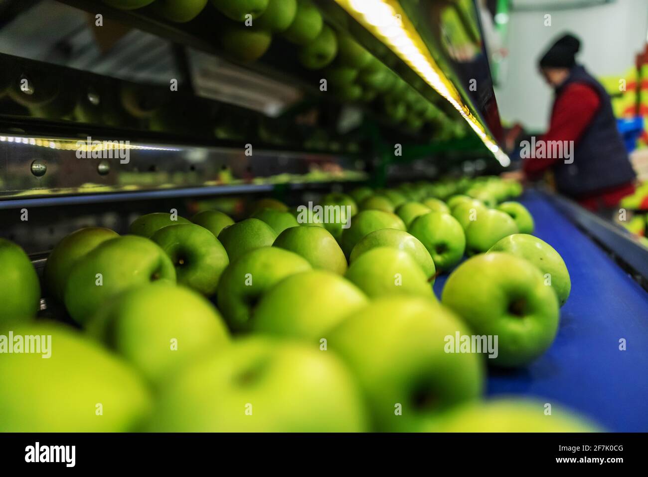 Green delicious apples on packing line at fruit warehouse. Food ...