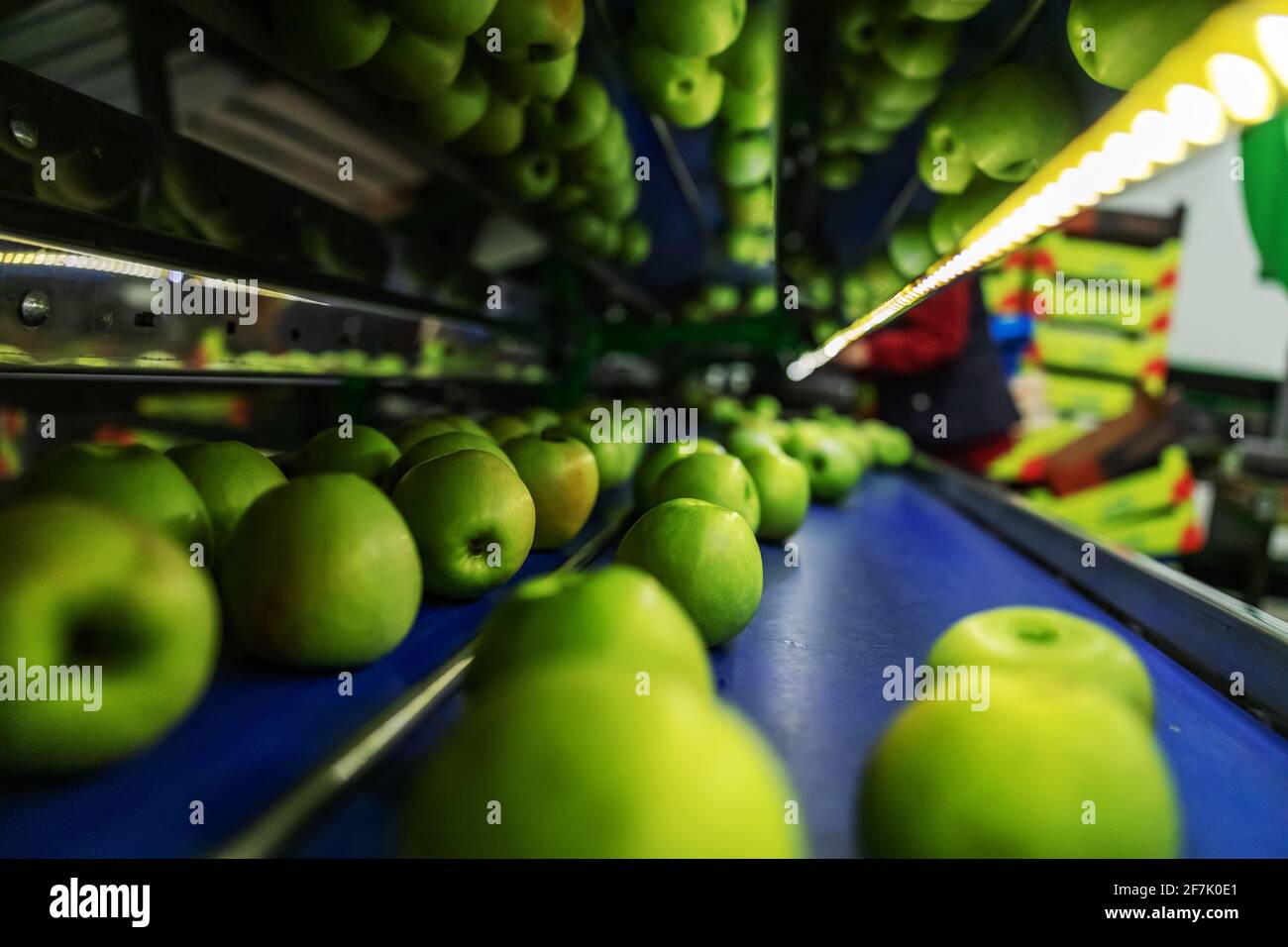Apple packing workers hi-res stock photography and images - Alamy