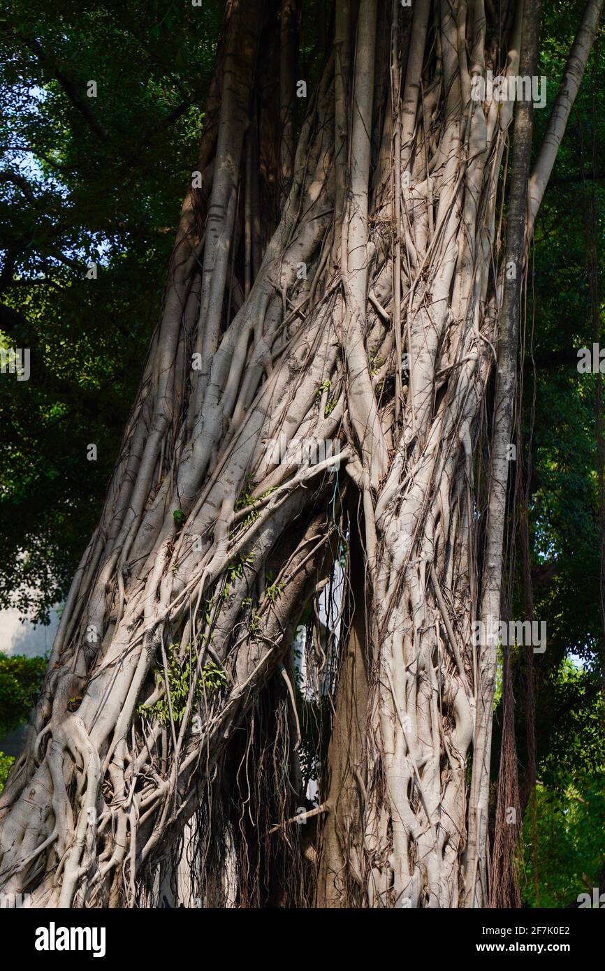 Ficus microcarpa hi-res stock photography and images - Alamy