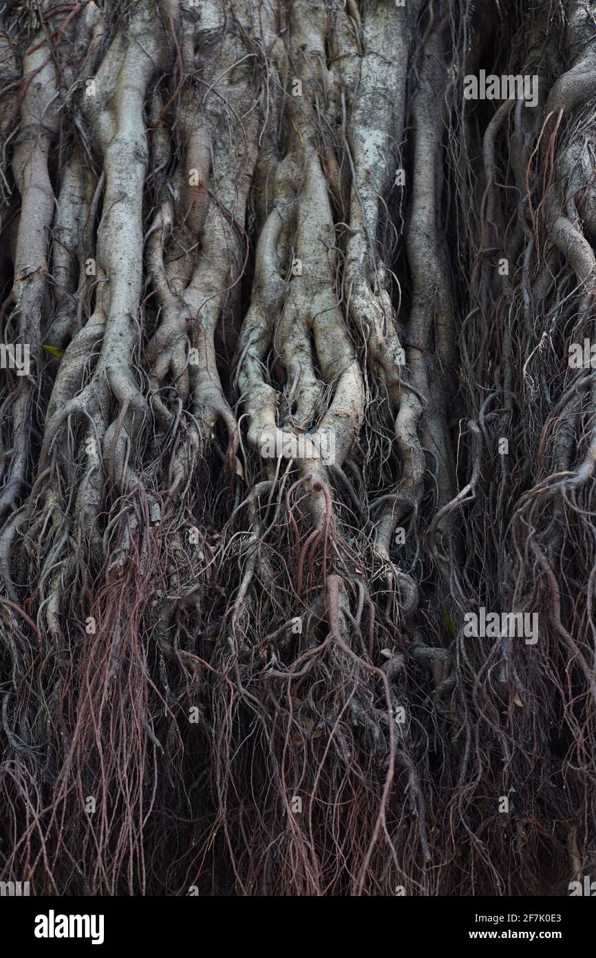 Huge trunk hi-res stock photography and images - Alamy