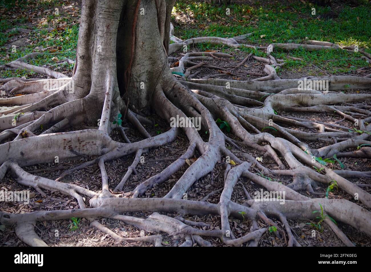 Huge tree hi-res stock photography and images - Alamy