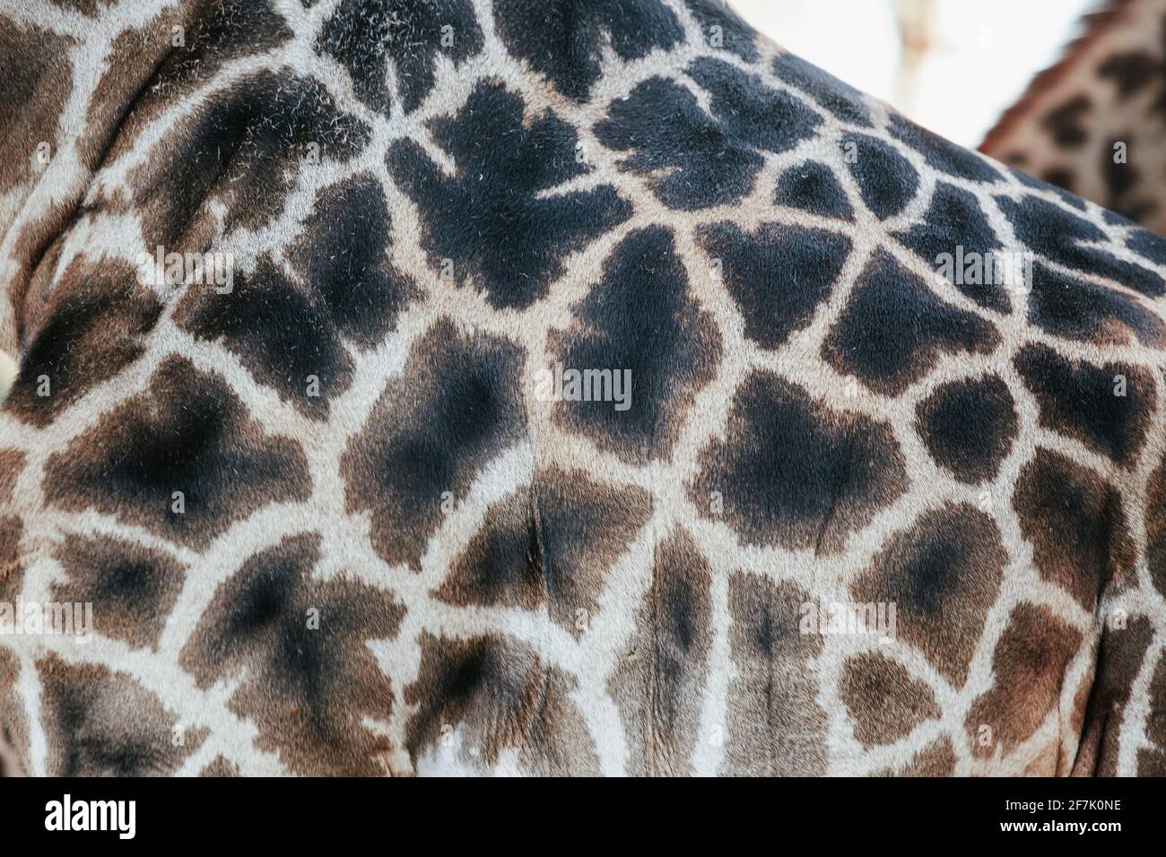 Giraffe skin spots close up. Animalistic texture of giraffe's coat ...