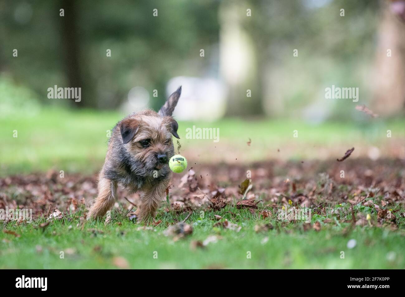 Border Terrier dog playing with a ball Stock Photo - Alamy
