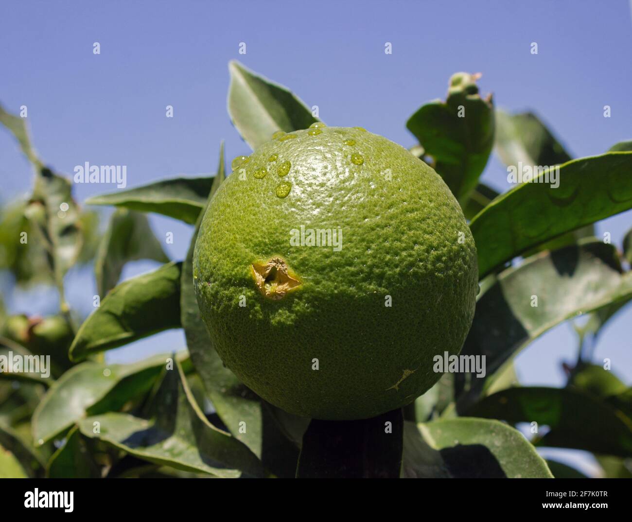 Unripe Orange