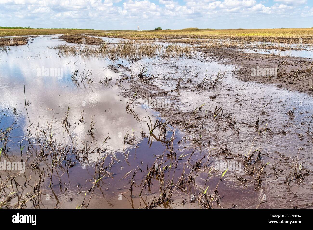 Everglades in drought season, Miami, Florida, USA Stock Photo - Alamy
