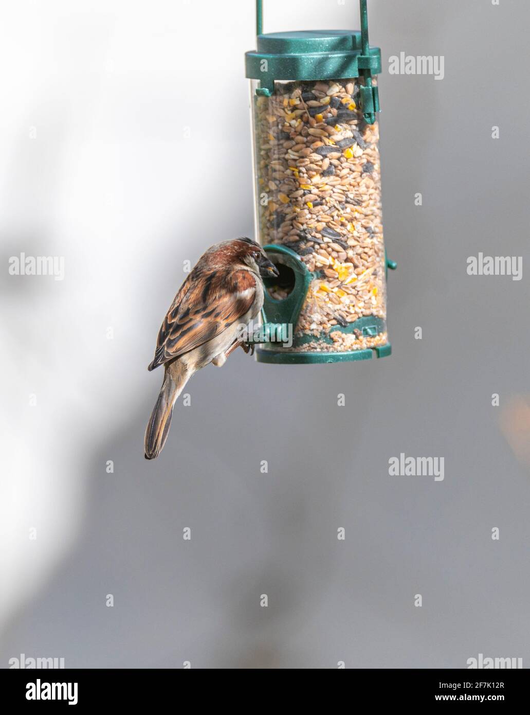 A male House Sparrow (Passer domesticus) a common garden bird hanging ...