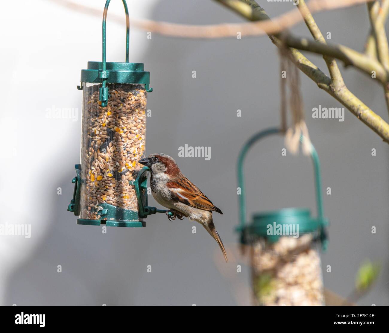 A male House Sparrow (Passer domesticus) a common garden bird hanging ...