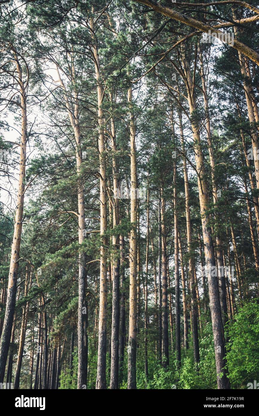 Beautiful place in deep of wild summer forest Stock Photo - Alamy