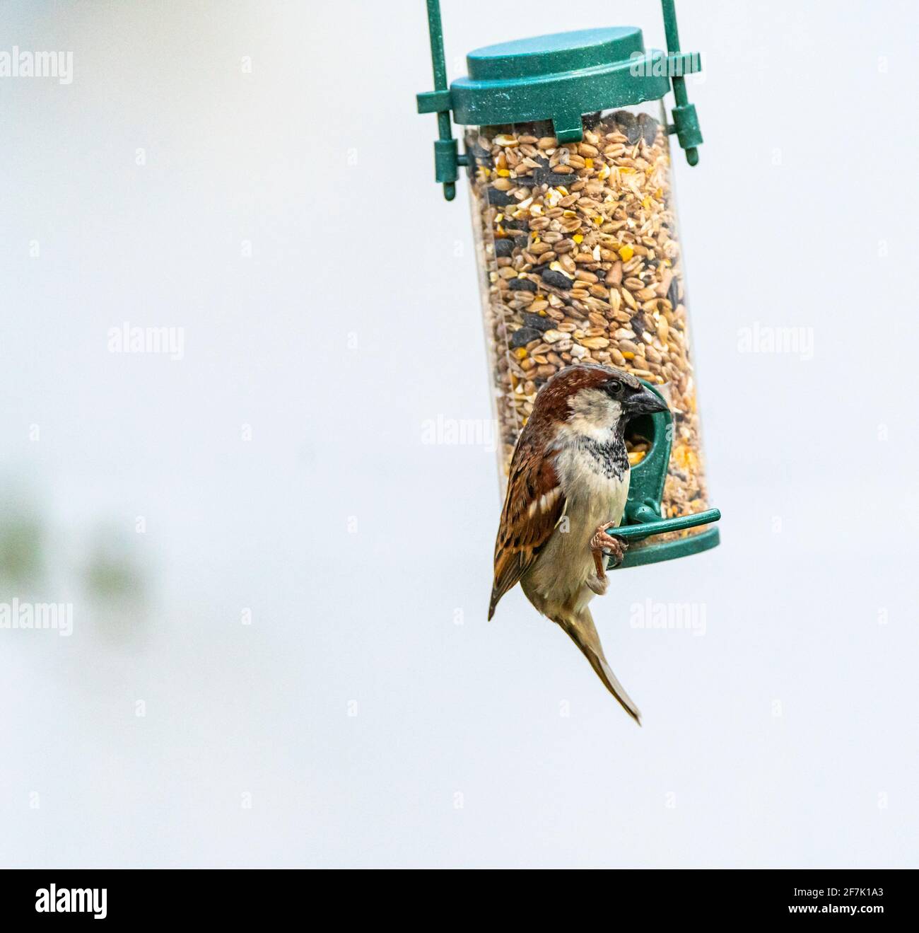 A male House Sparrow (Passer domesticus) a common garden bird hanging ...