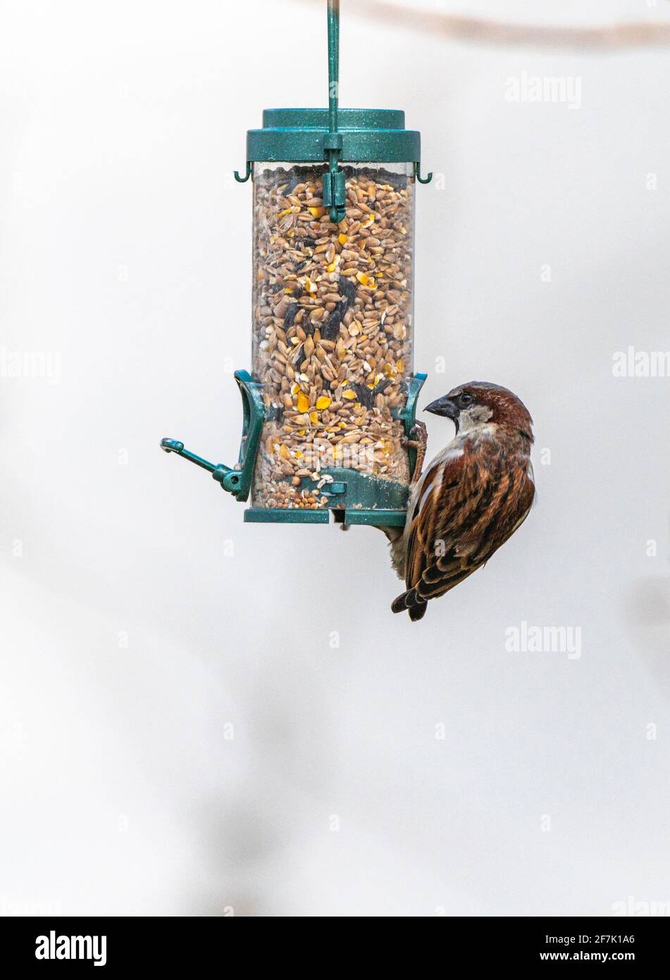 A male House Sparrow (Passer domesticus) a common garden bird hanging ...