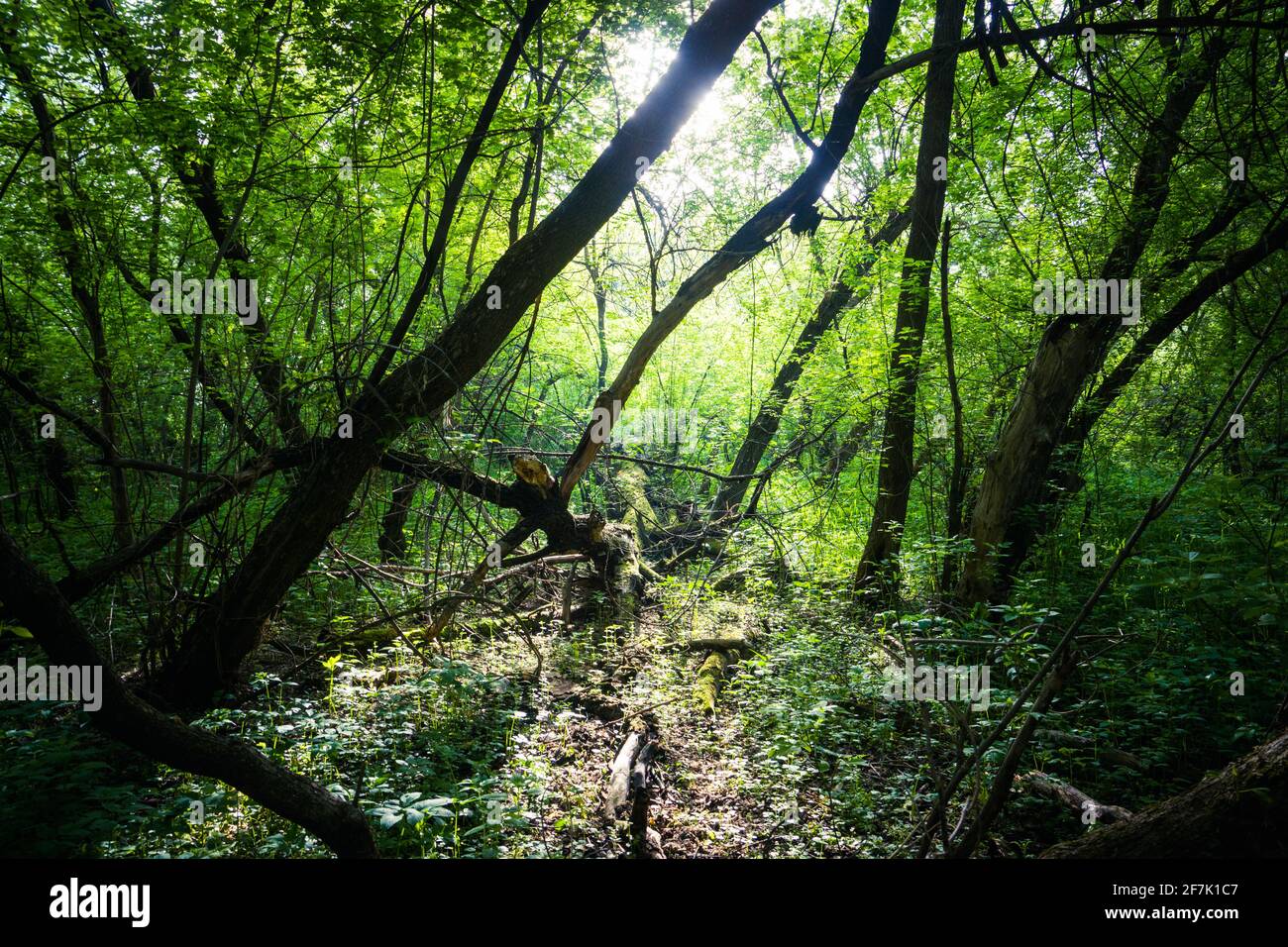 Beautiful place in deep of wild summer forest Stock Photo - Alamy