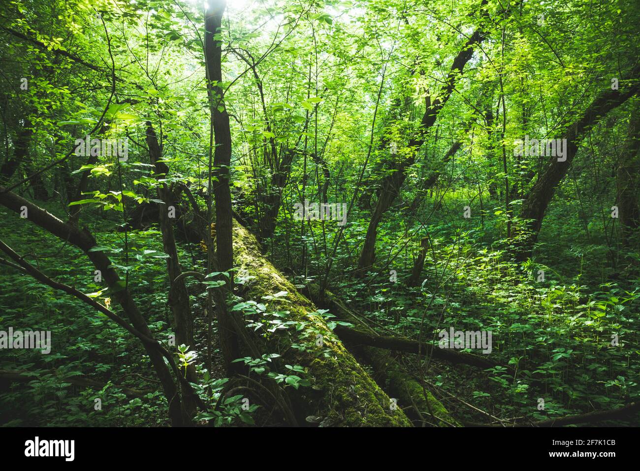 Beautiful place in deep of wild summer forest Stock Photo - Alamy