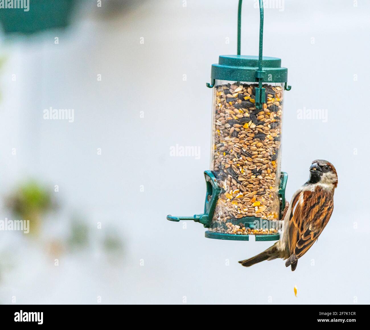 A male House Sparrow (Passer domesticus) a common garden bird hanging ...