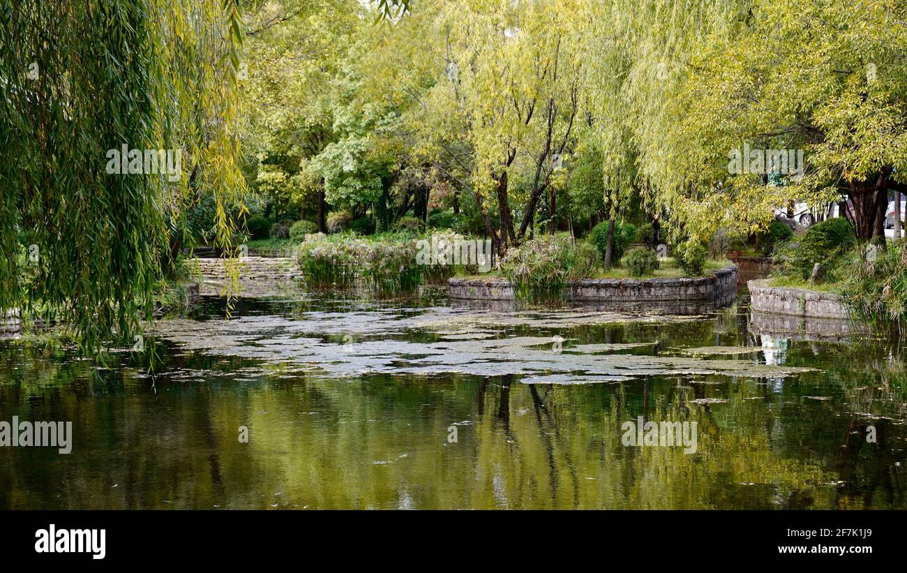 Willow trees by a pond hi-res stock photography and images - Alamy