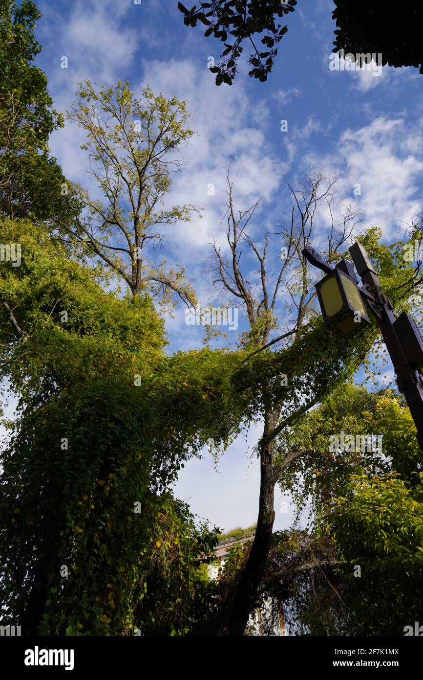Huge tree with vines growing out of branches, cloud and blue sky above ...