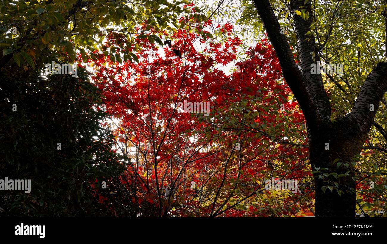 Red maple leaves mixed with other trees with green leaves Stock Photo ...