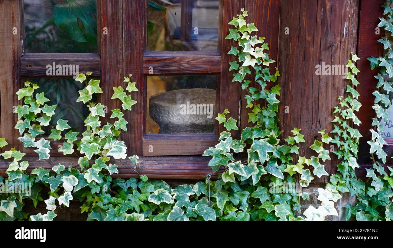 Hedera nepalensis var sinensis hi-res stock photography and images - Alamy