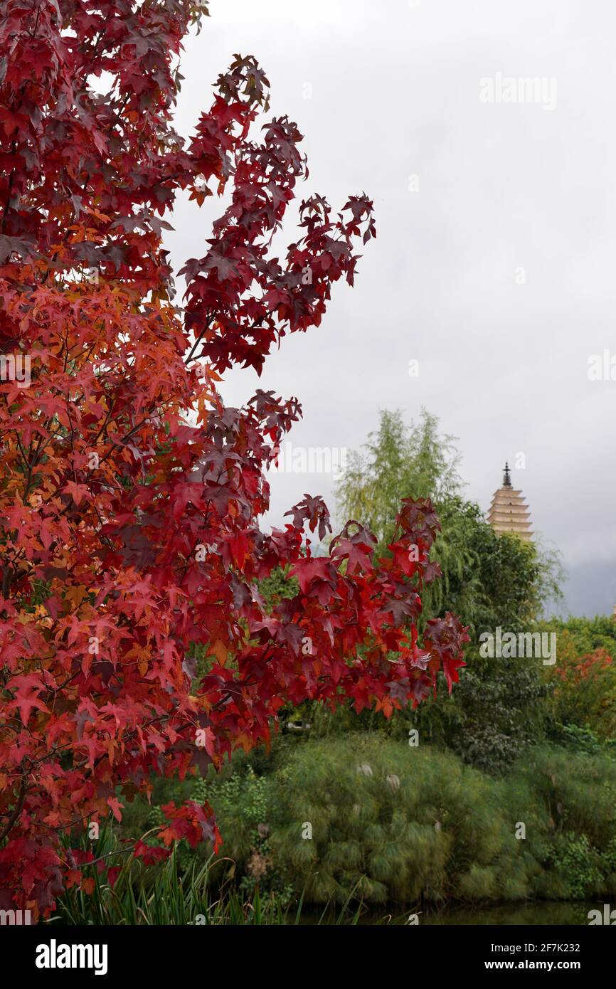 Tower branch hi-res stock photography and images - Alamy