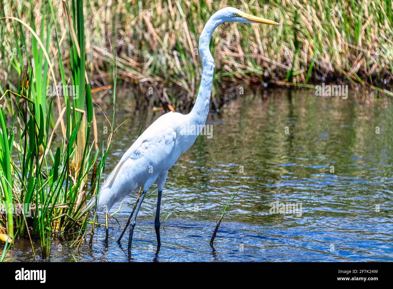 Heron bird in Everglades National Park, Florida, USA Stock Photo - Alamy