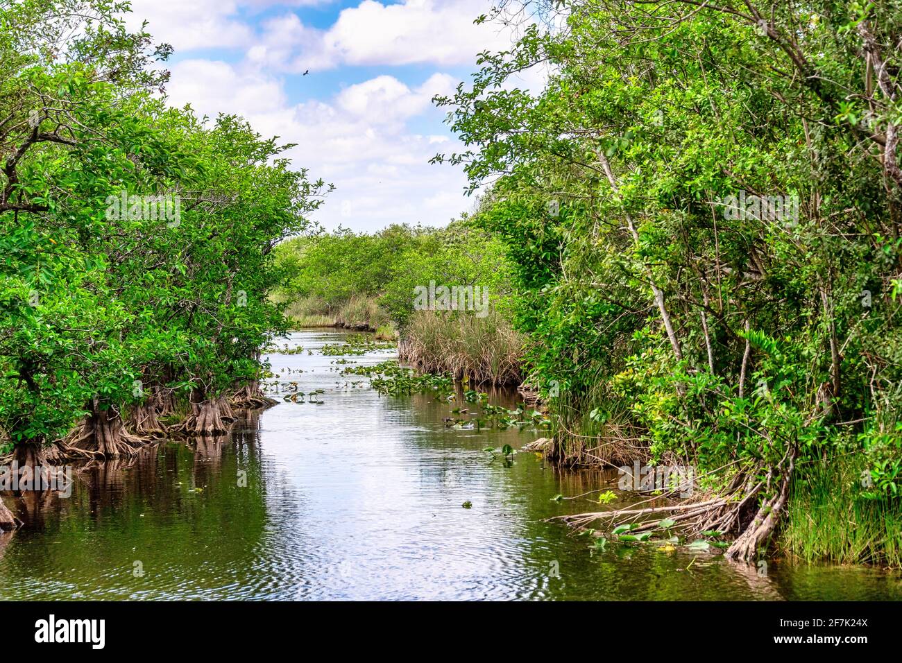 Everglades national park, a canal by mangrove plants, Florida, USA ...