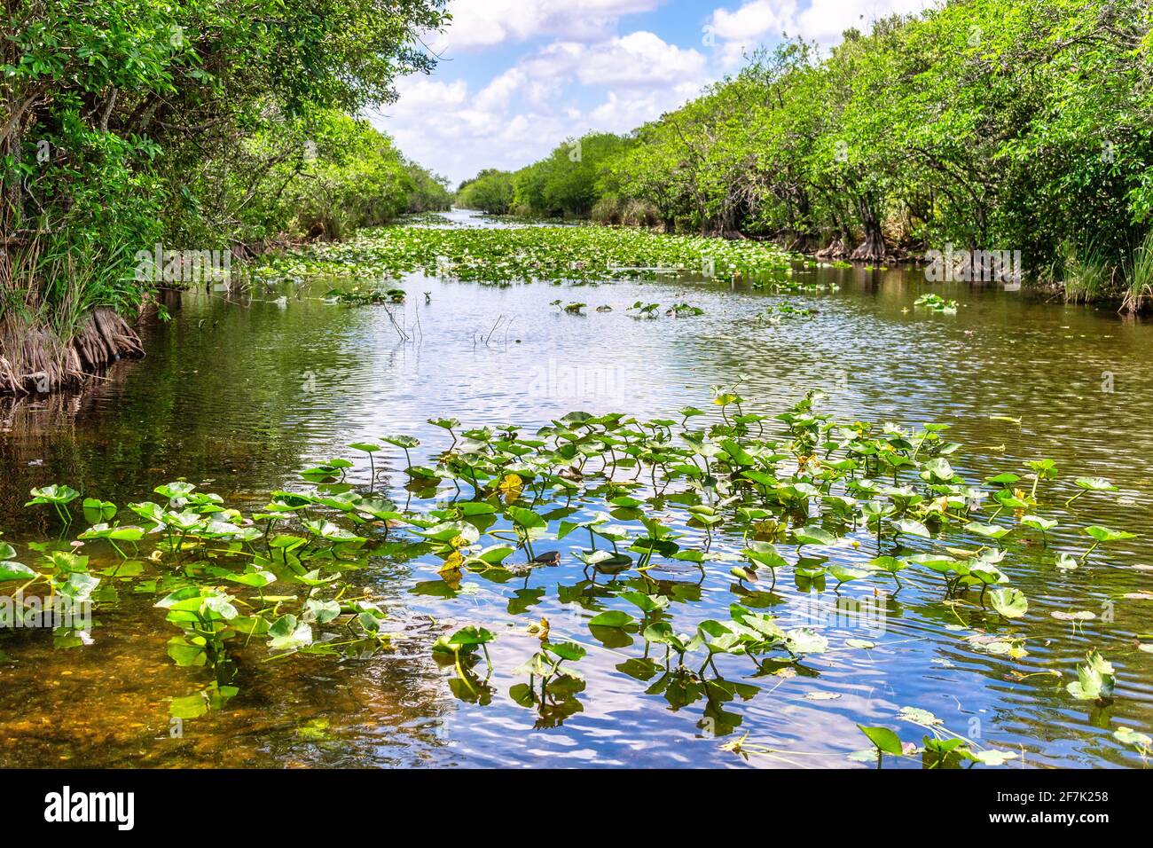Everglades national park, a canal by mangrove plants, Florida, USA ...