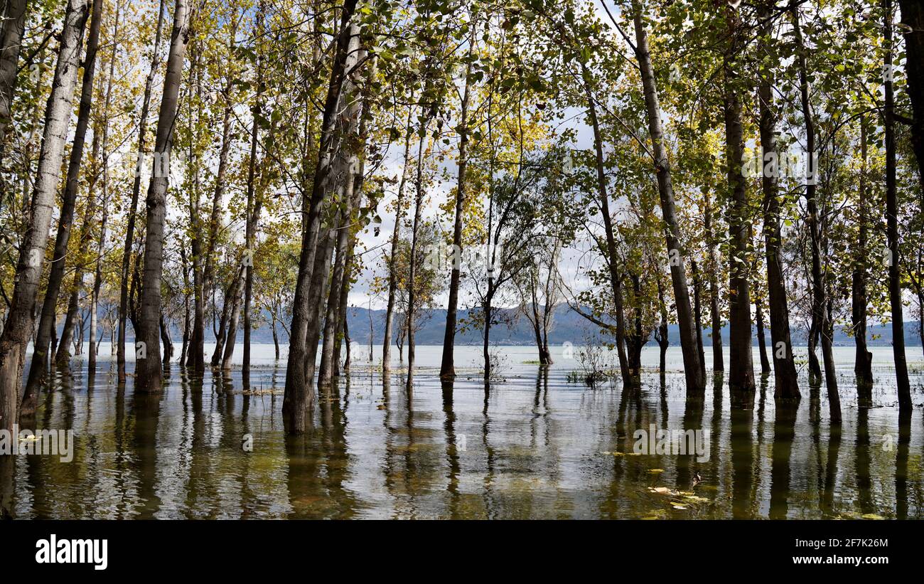 Trees are dipping and growing in lake water with reflaction and fallen ...