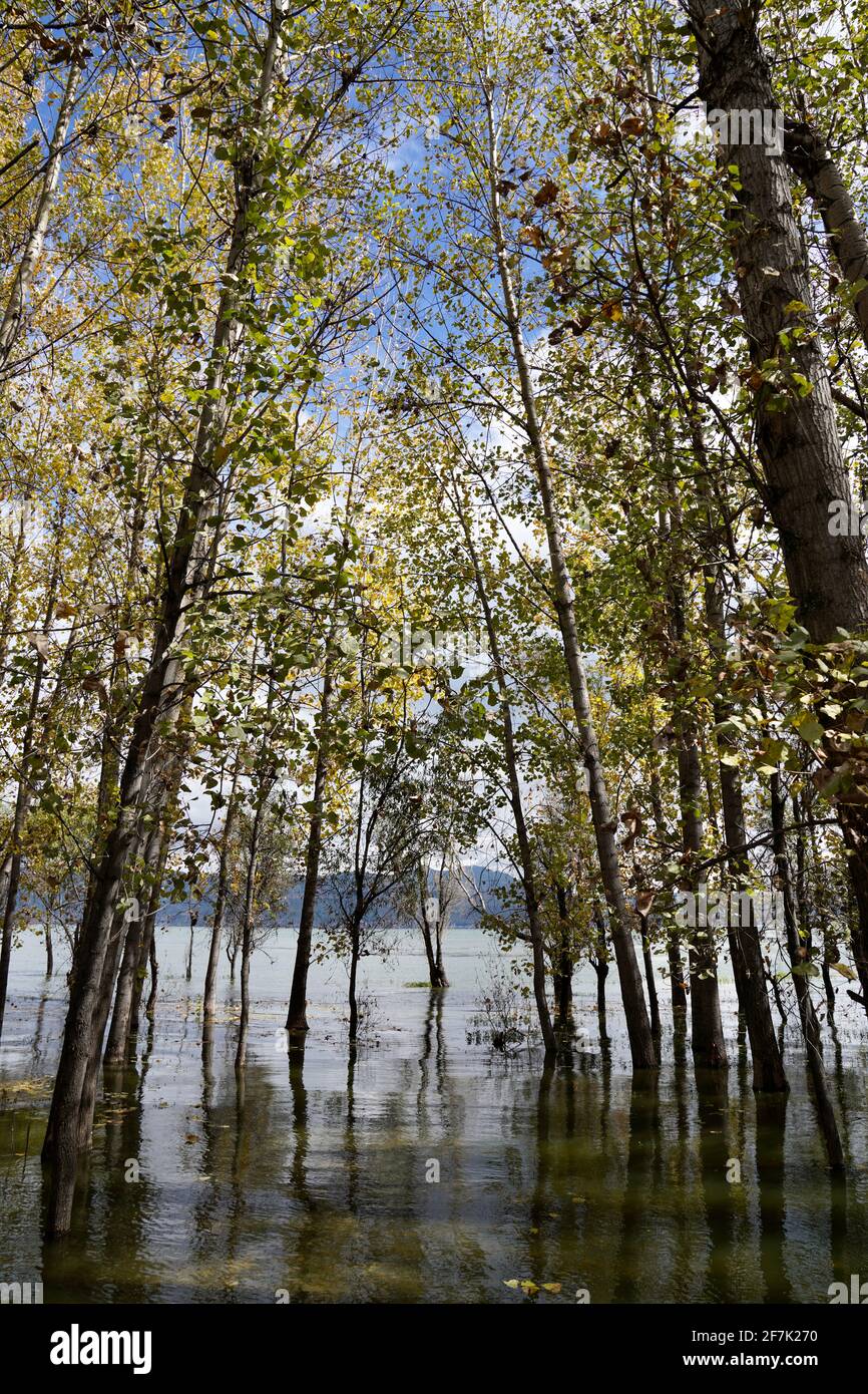 Trees are dipping and growing in lake water with reflaction and fallen ...