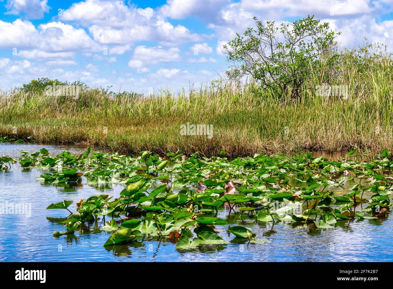 Swamp scenes hi-res stock photography and images - Alamy