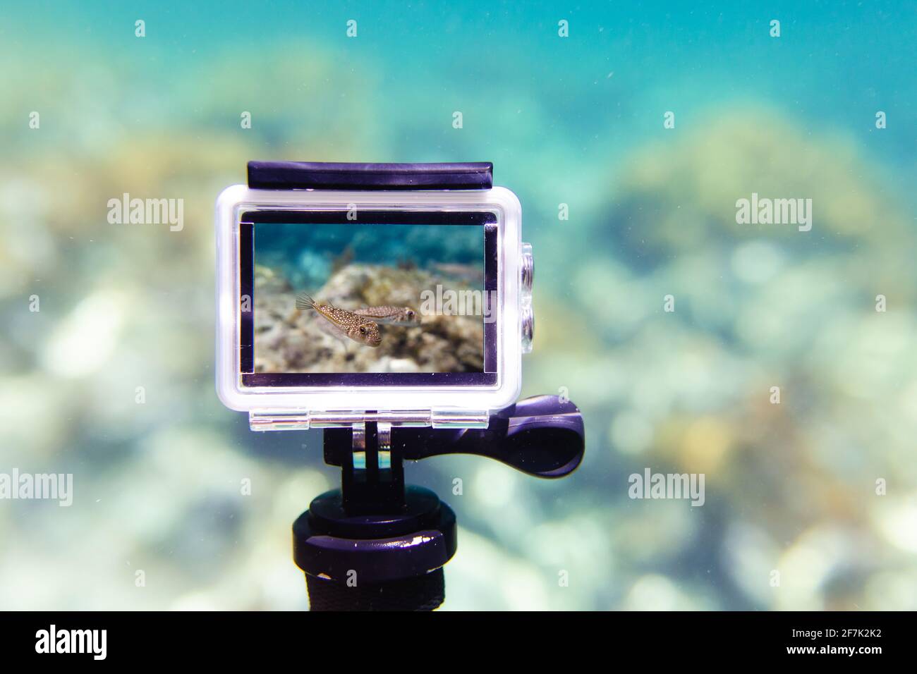 Using action-camera in waterproof box to make photos and video ...