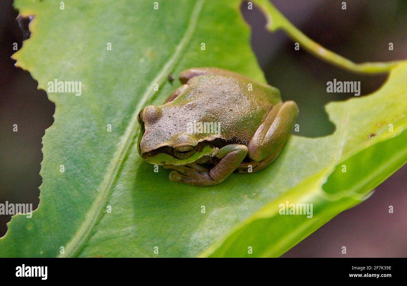 Pearsons green tree frog hi-res stock photography and images - Alamy
